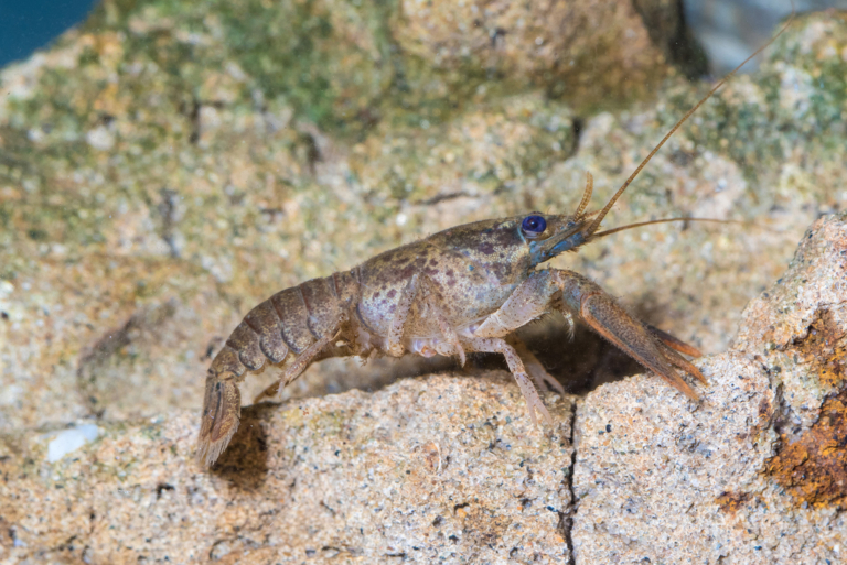 Europese rivierkreeft - Kennisplatform Rivierkreeft