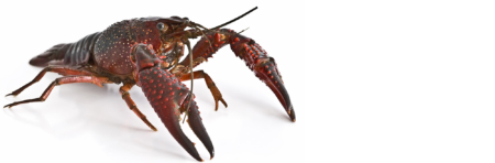 Home - Kennisplatform Rivierkreeft Kennisplatform Rivierkreeft: Exoot ...