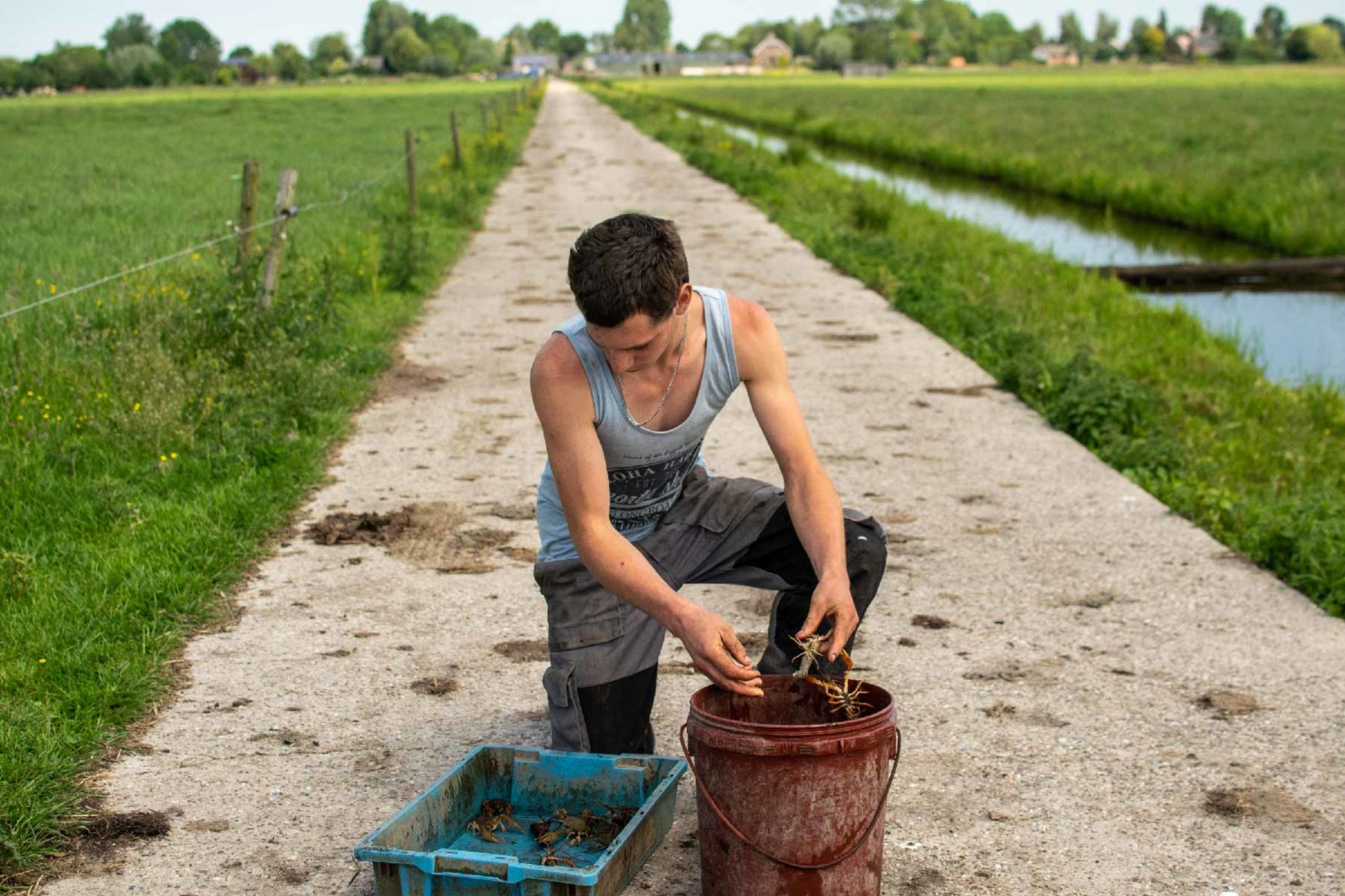 Hoe vang je rivierkreeften? - Kennisplatform Rivierkreeft