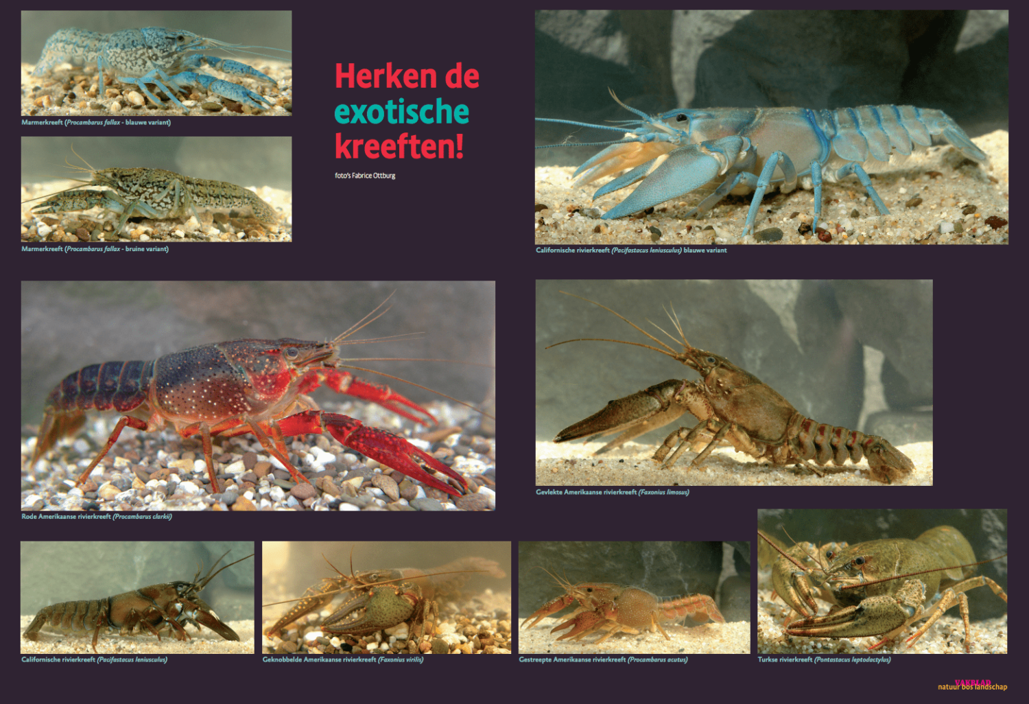 Nieuwe poster: Herken de Kreeften! - Kennisplatform Rivierkreeft