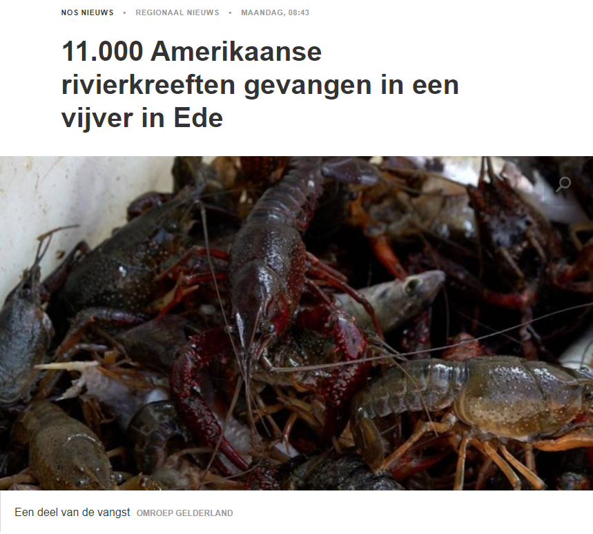 Maar liefst 11.000 kreeften gevangen in Ede - Kennisplatform Rivierkreeft
